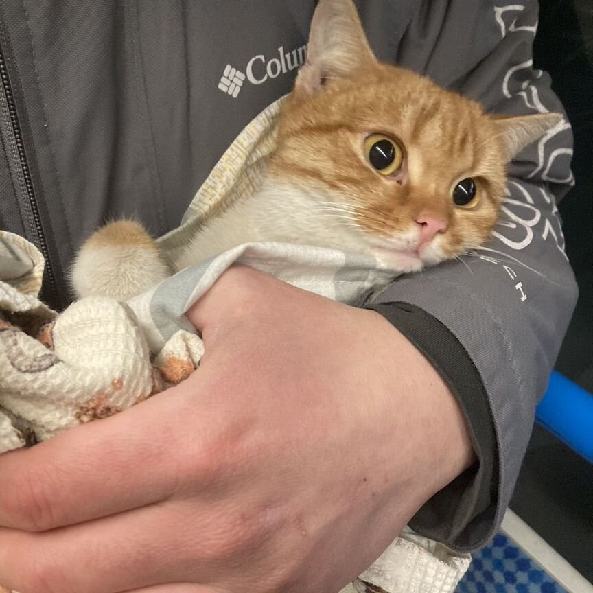 Кошка в добрые руки