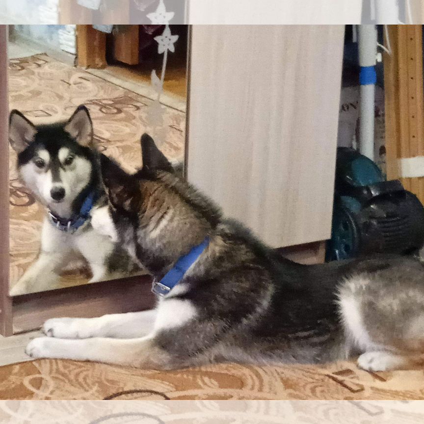 Лайка, взрослая собака