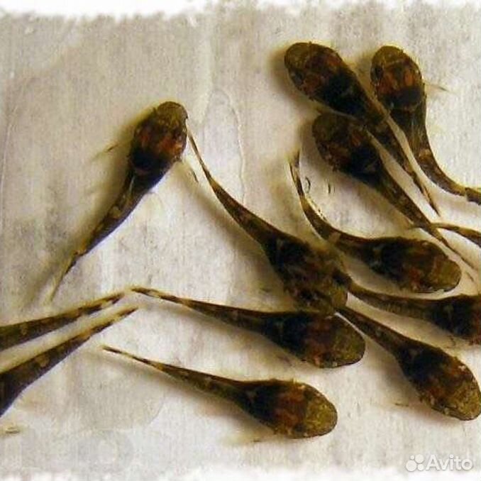 Анциструс сом