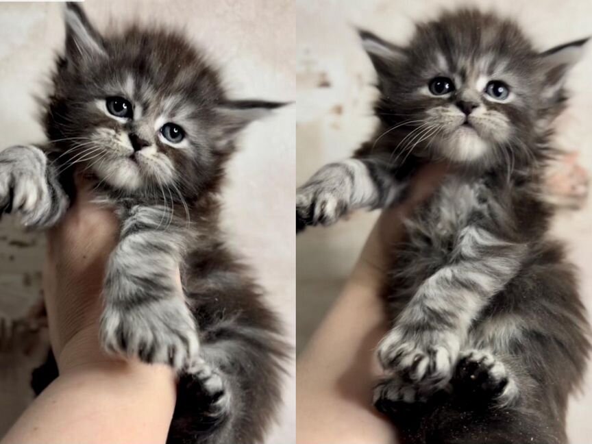 Котята мейн кунята и полидактики