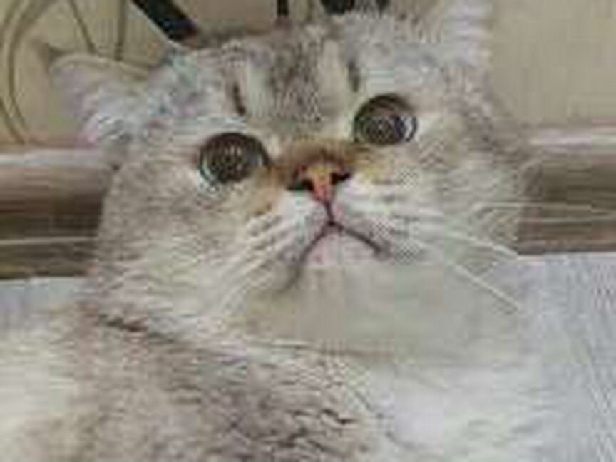 Шотландская вислоухая