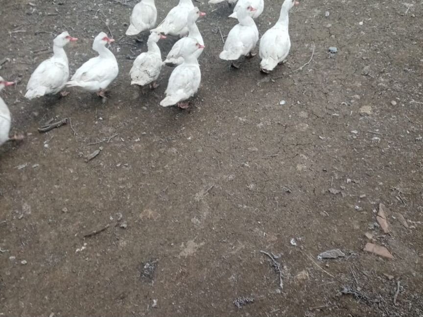 Продаются белые молодые индоутки