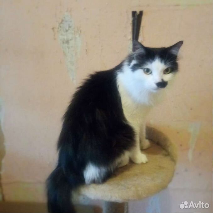 Котик Айвенго в добрые руки