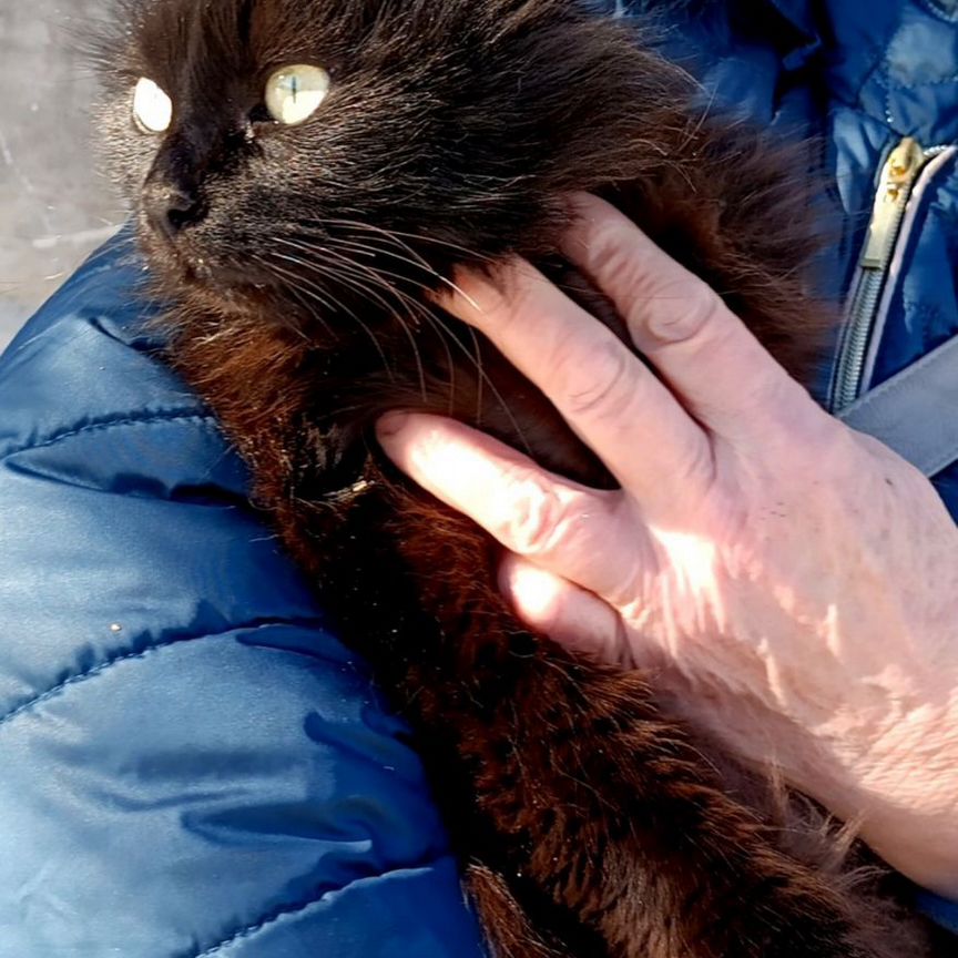 Шикарные кот и кошка
