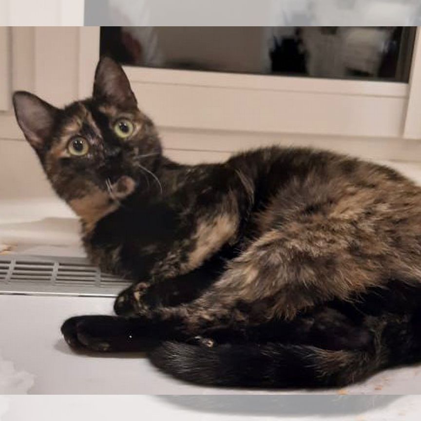 Взрослая кошка в добрые руки