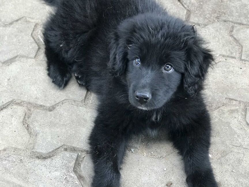 Щенки тувинской овчарки