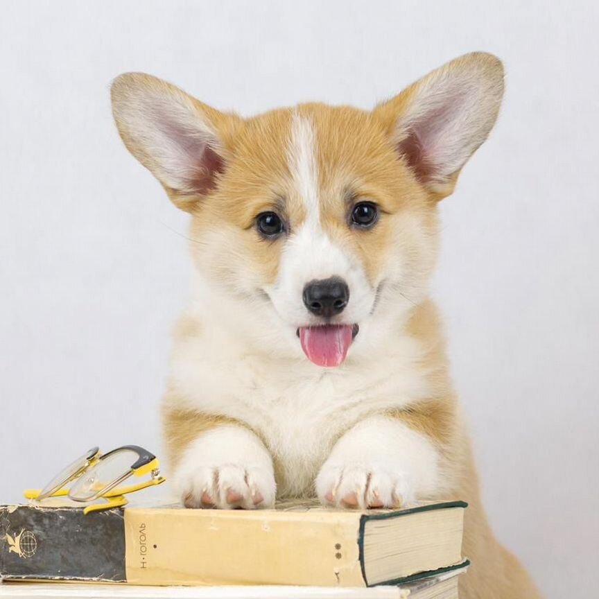 Милашка корги