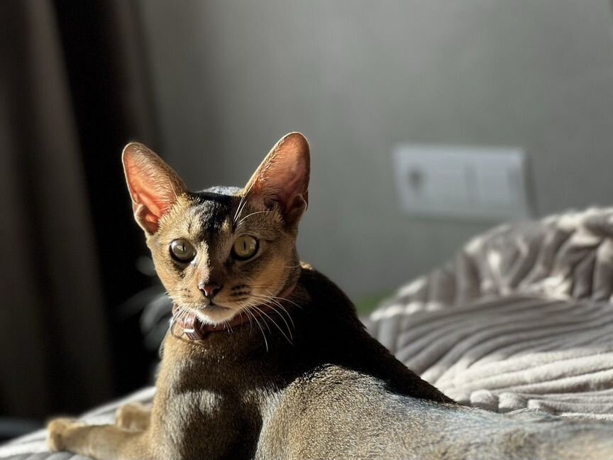 Абиссинский кот