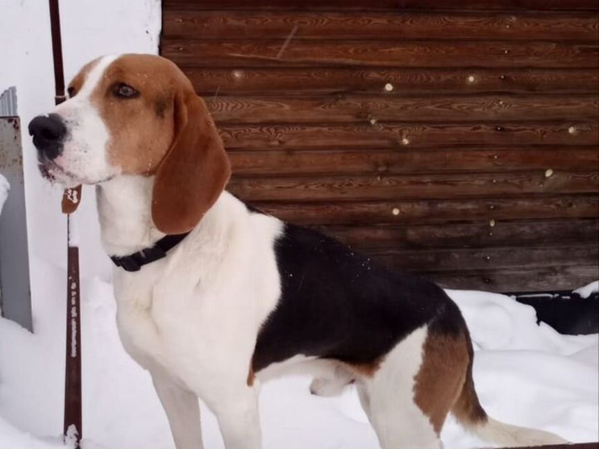 Эстонская гончая