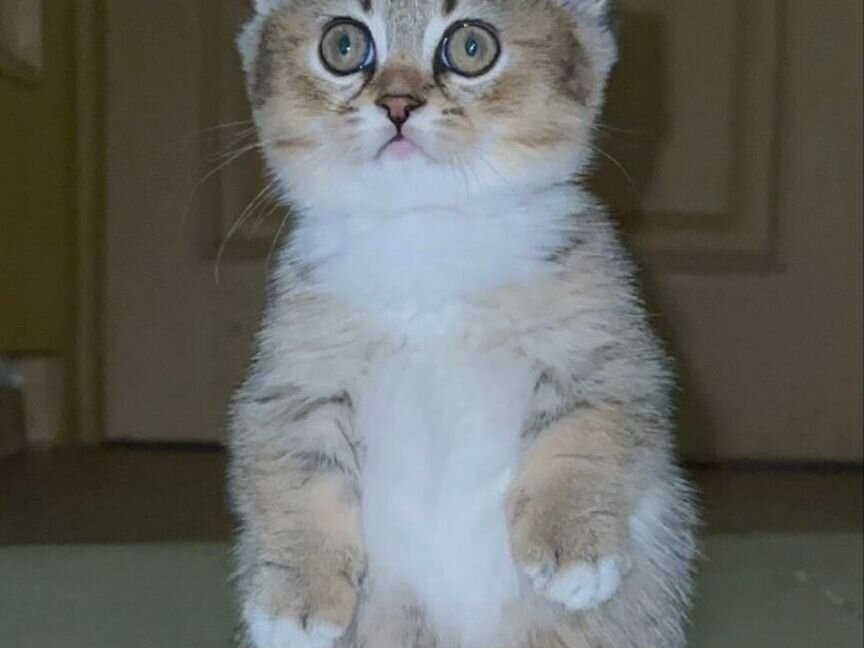 Шотландские коротколапые