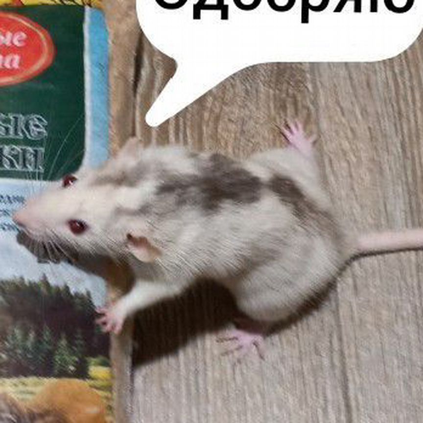 Наполнитель для грызунов