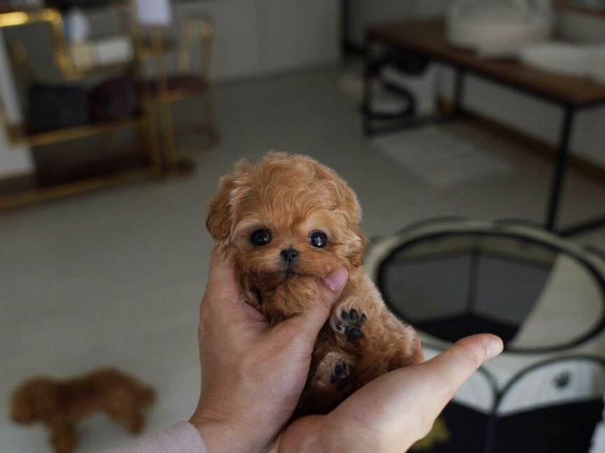 Мальтипу Мини из Кореи