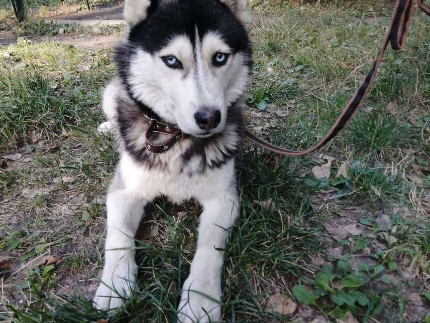 Сибирский хаски в беде