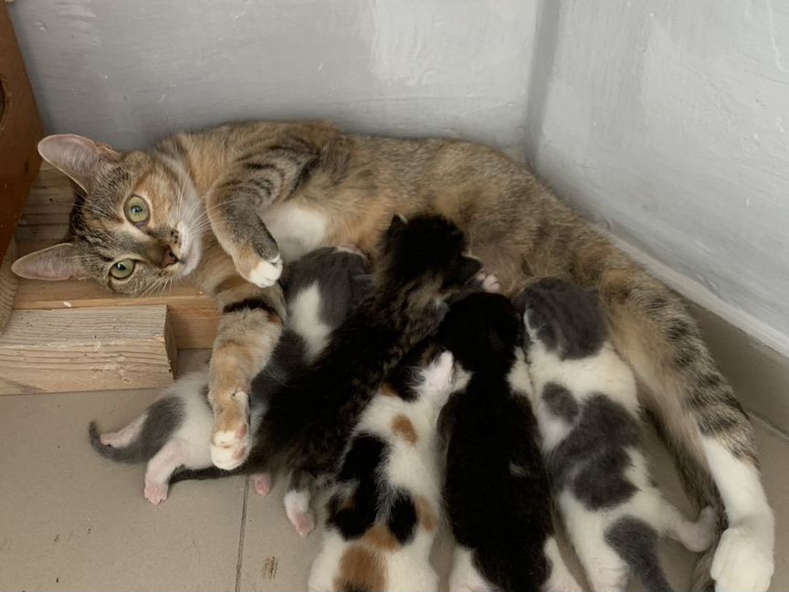 Отдам котят в добрые руки