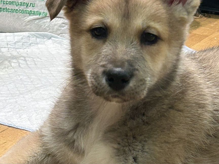 Щенок Ричи в добрые руки