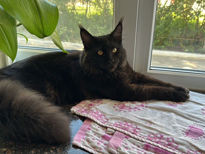 Кот мейн-кун вязка