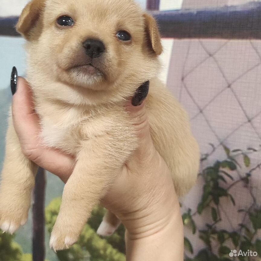 Щеночки помчи