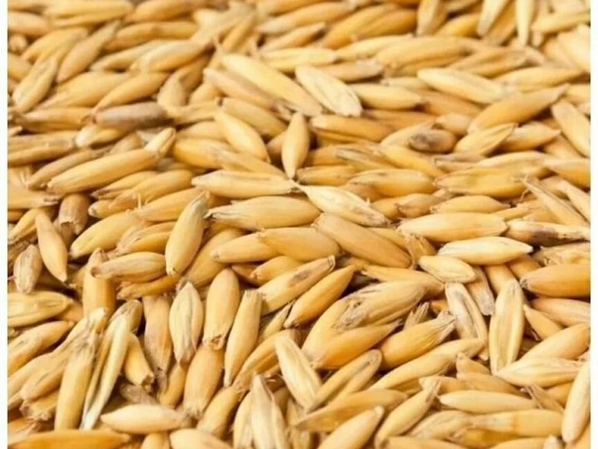 Овёс оптом и в розницу