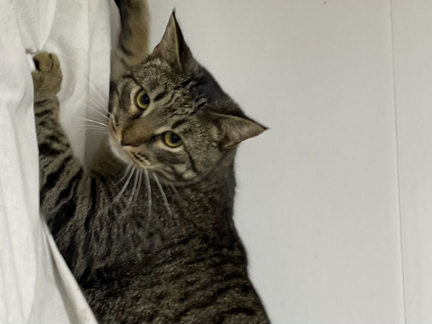 Молодой котик