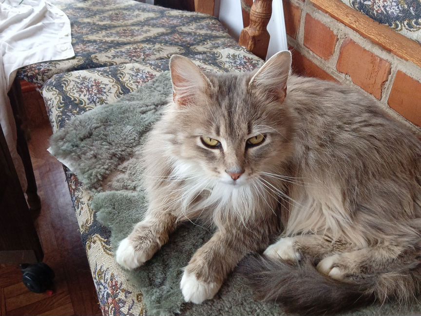 Кошка
