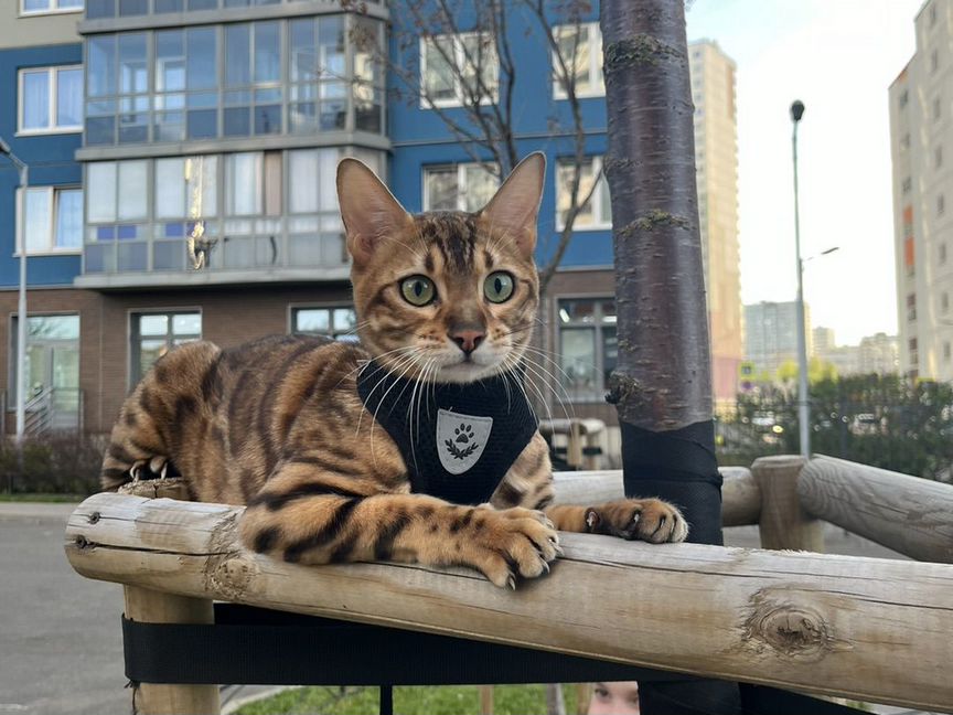 Бенгальская кошка