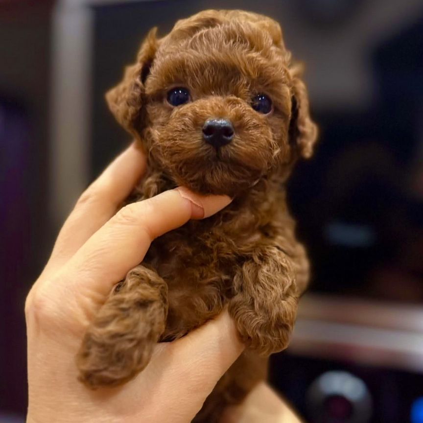 Той-пудель, щенок