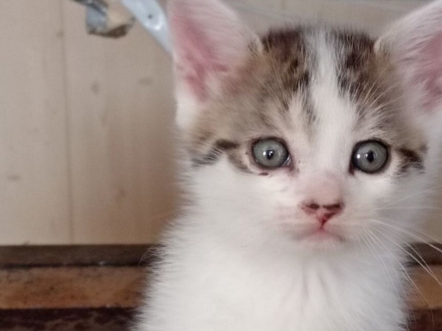 Котята в добрые руки бесплатно