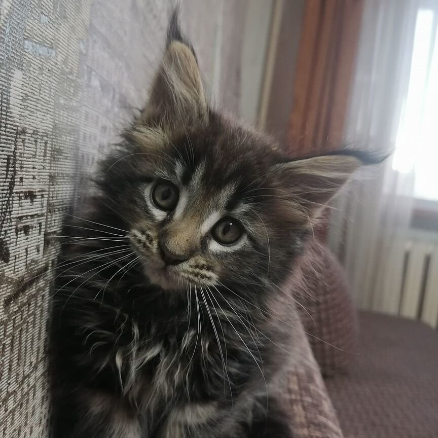 Мейн-кун котёнок
