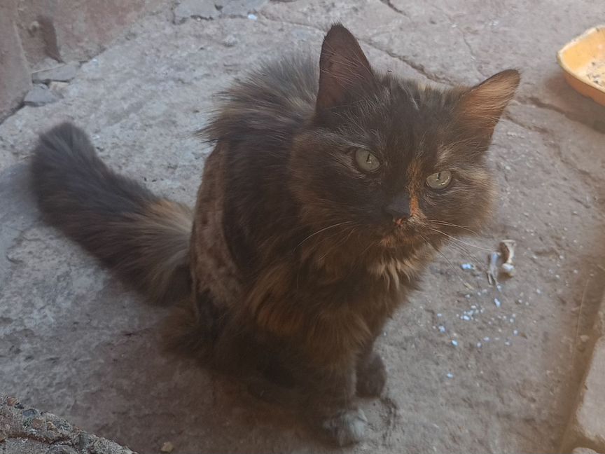 Ласковую кошечку побрили и оставили бродяжничать