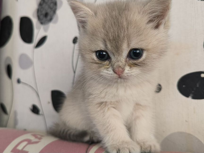 Британская шиншилла