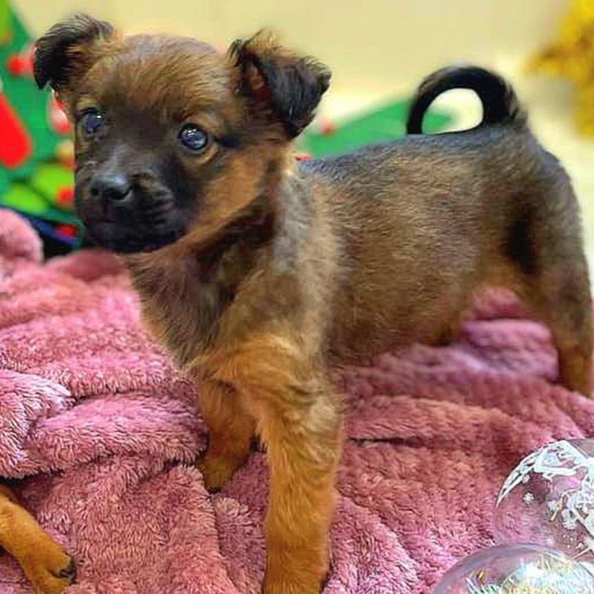 Злата девочка вырастет маленькая