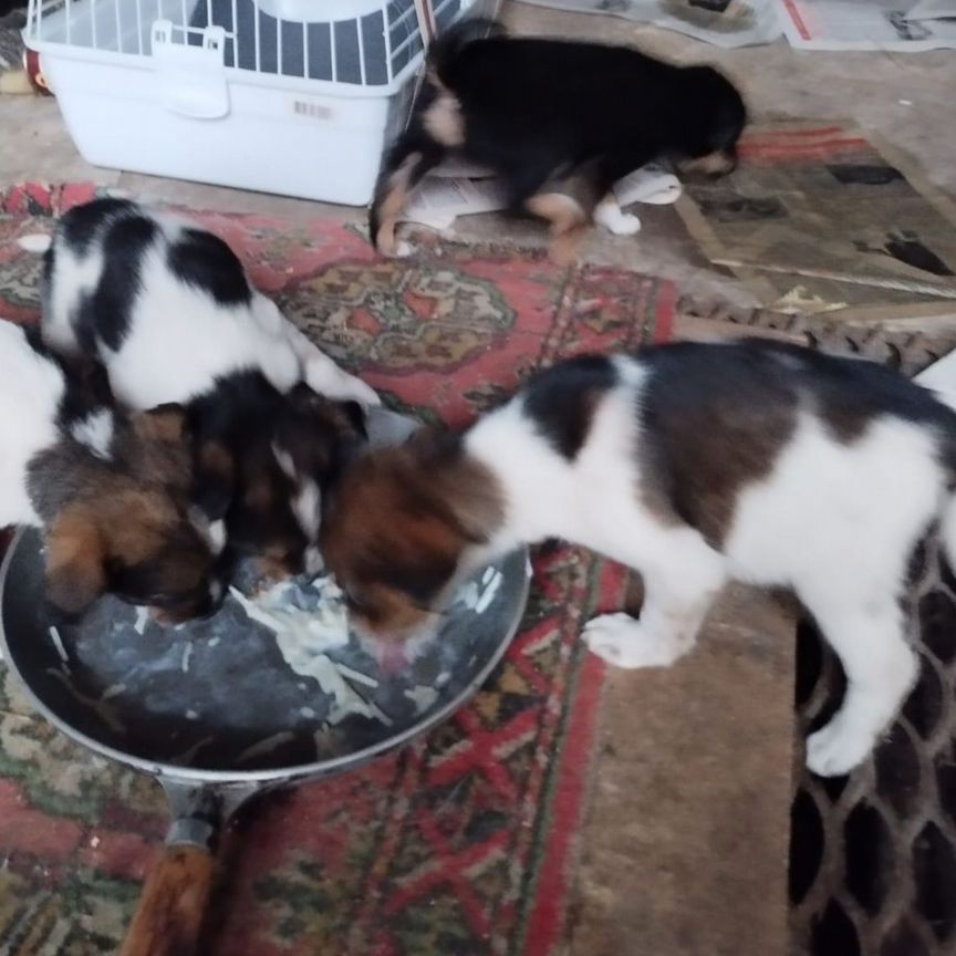 Щенок в добрые руки