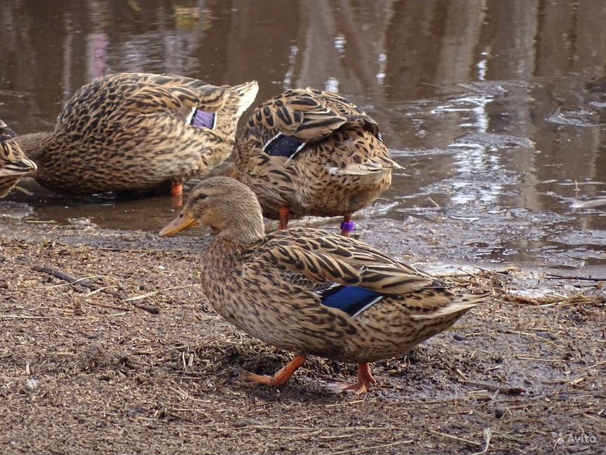 Подсадные утки