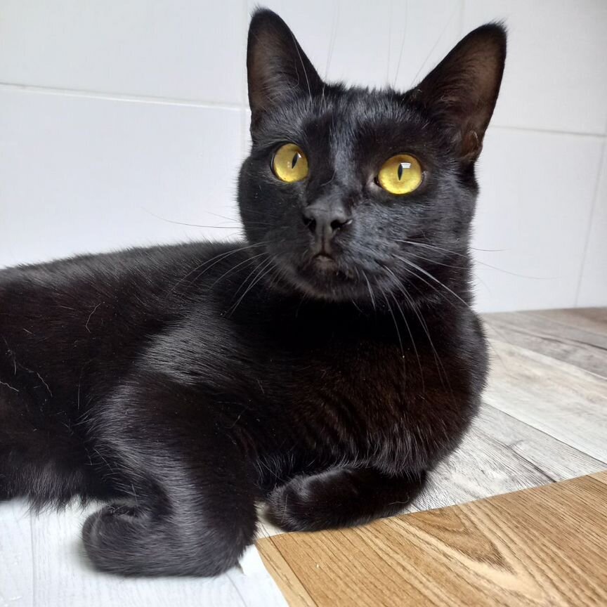 Взрослый кот от частного владельца