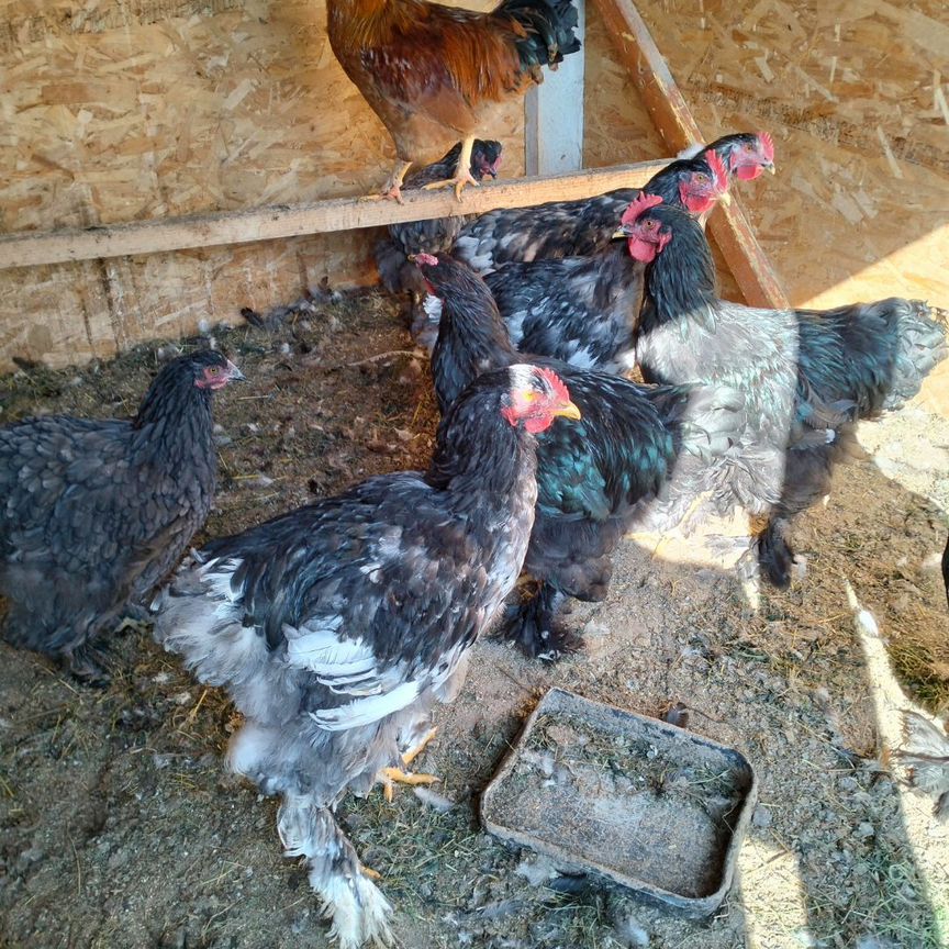 Кученские и Кохинхин петухи