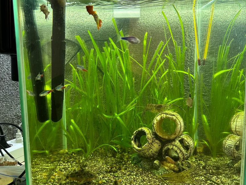 Аквариум с рыбками и креветками