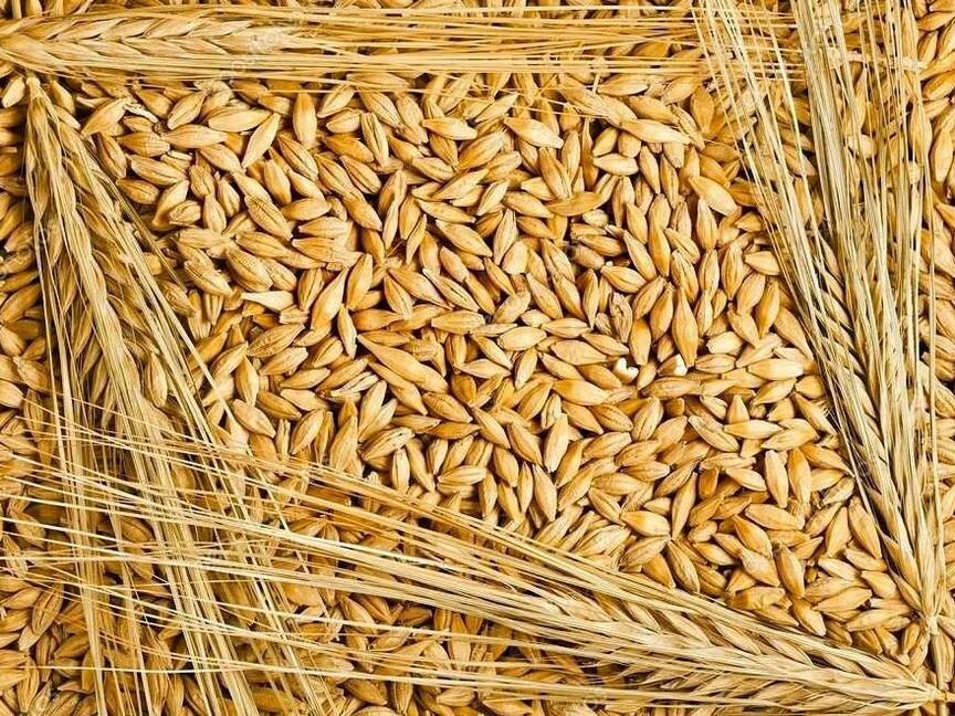 Ячмень. Рожь. Овес. Пшеница. Солома в рулонах