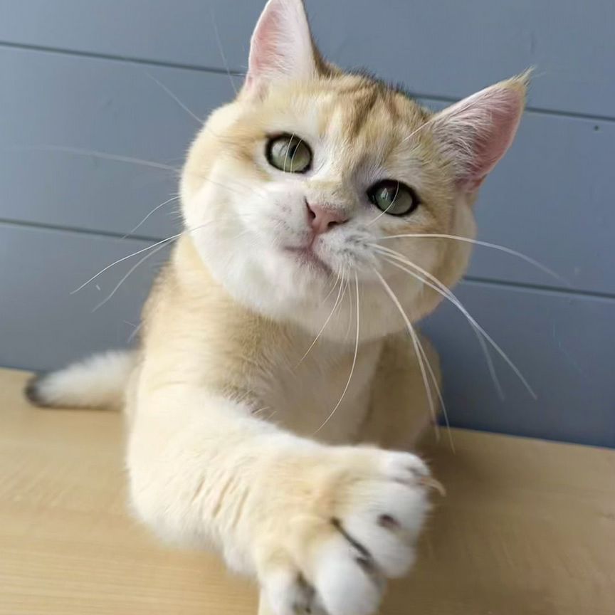 Котята Британская Золотая Шиншилла