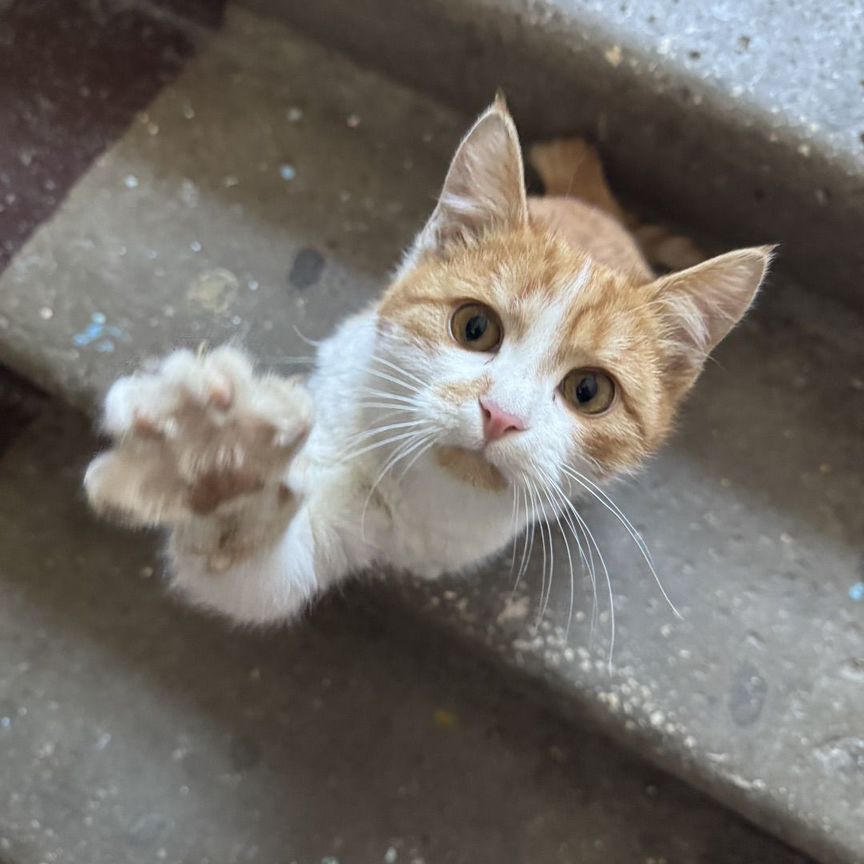 Котики бесплатно