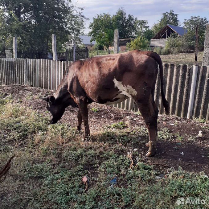 Телки стельные