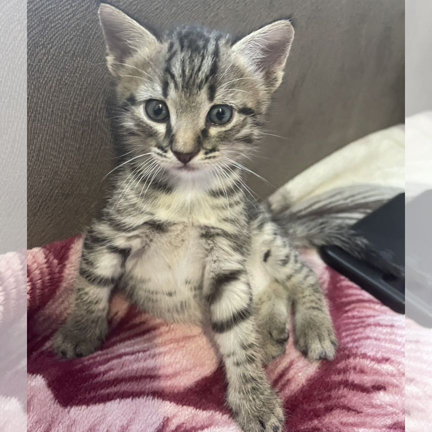 Котенок кот
