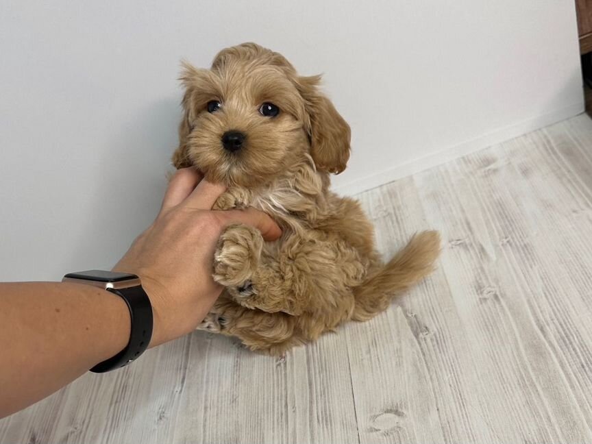 Мальтипу f1 мальчик скоро гулять, москва