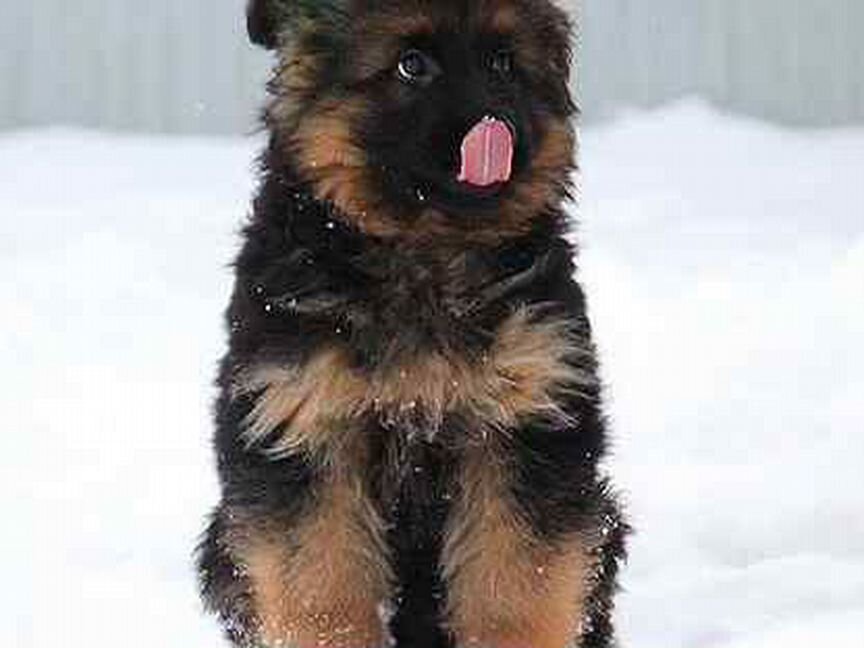 Чистокровные лохматые Немецкие Овчарки - щенки