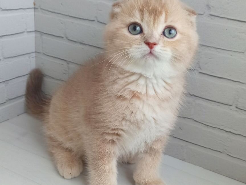 Лиловый золотой котофей