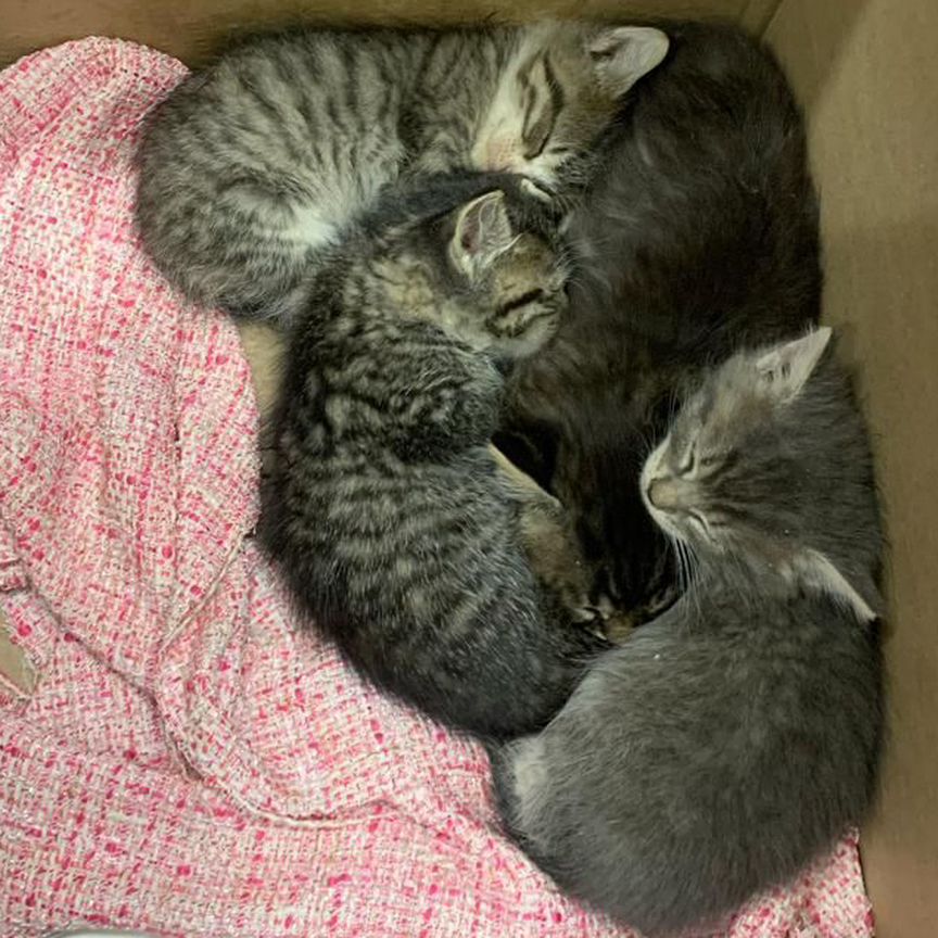 Котята в коробке