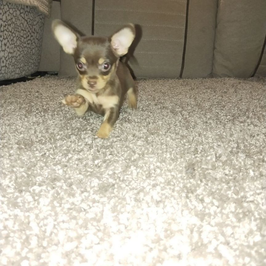 Щенок той терьера