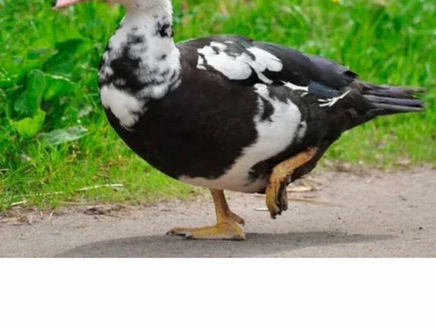 Мускусные утки