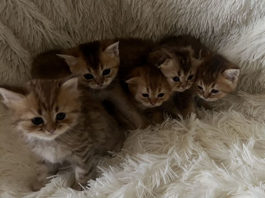 Шотландские котята