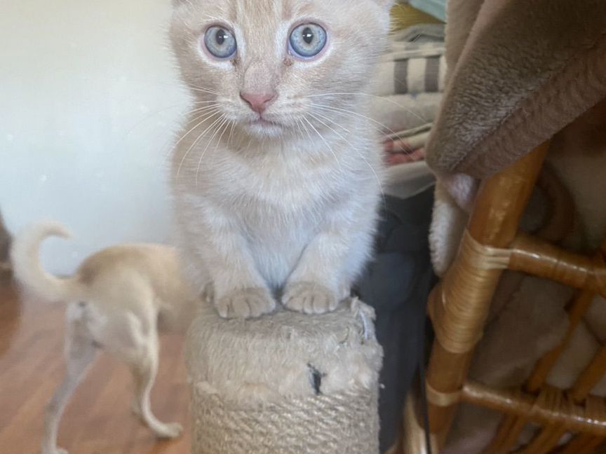 Кошка