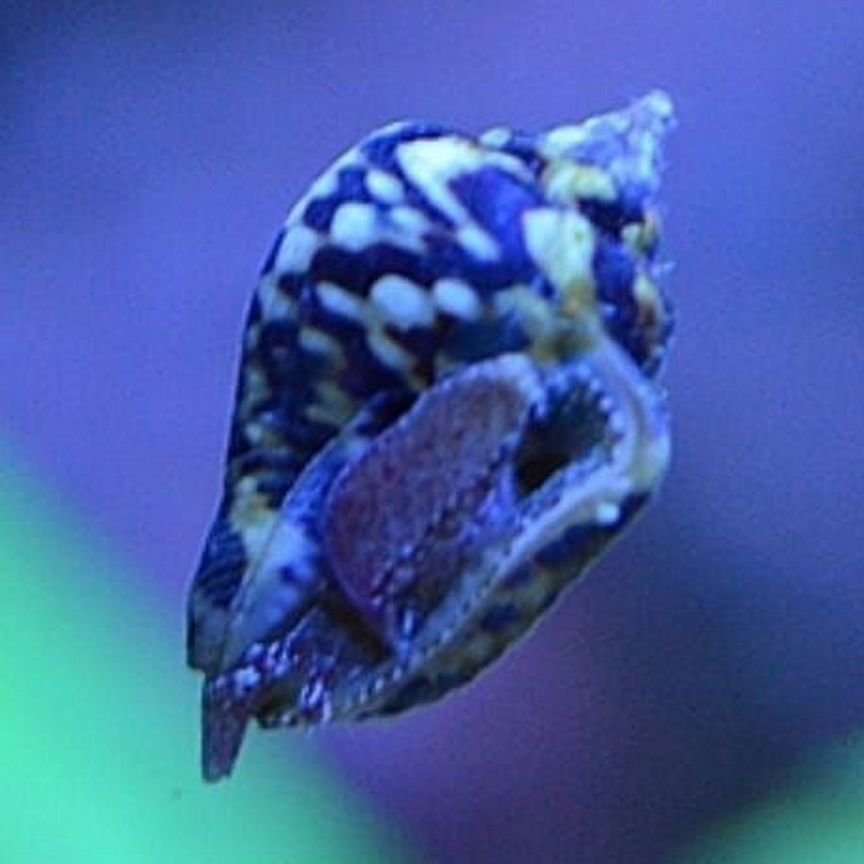 Улитки и скутусы для морского аквариума